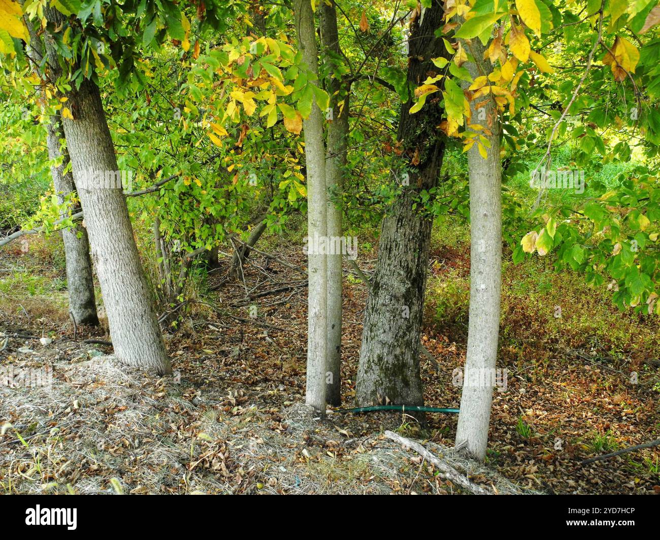 bitternut hickory (Carya cordiformis Stock Photo - Alamy