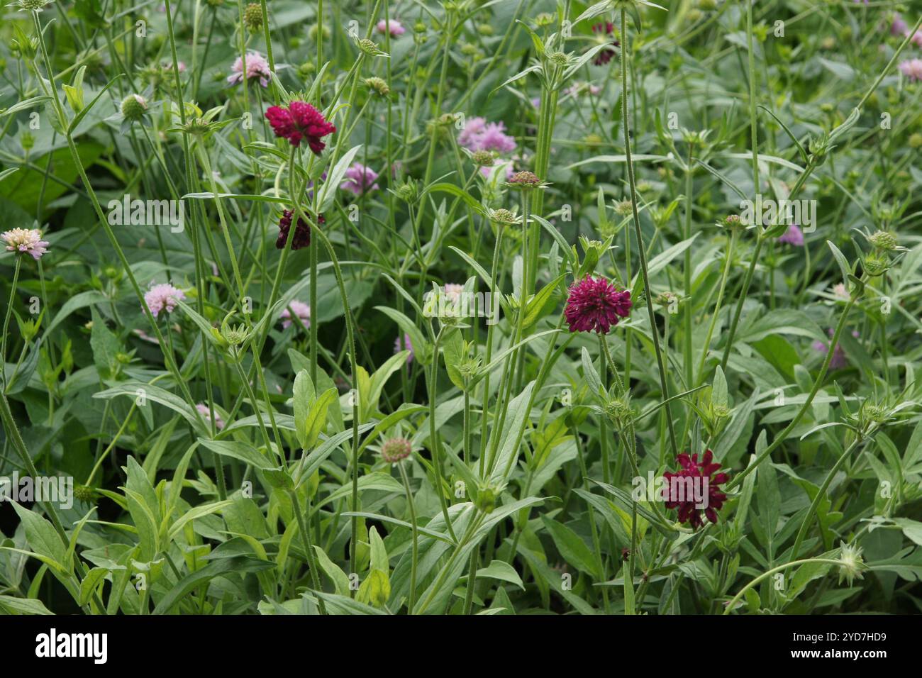 Mezedonische witwenblume hi-res stock photography and images - Alamy
