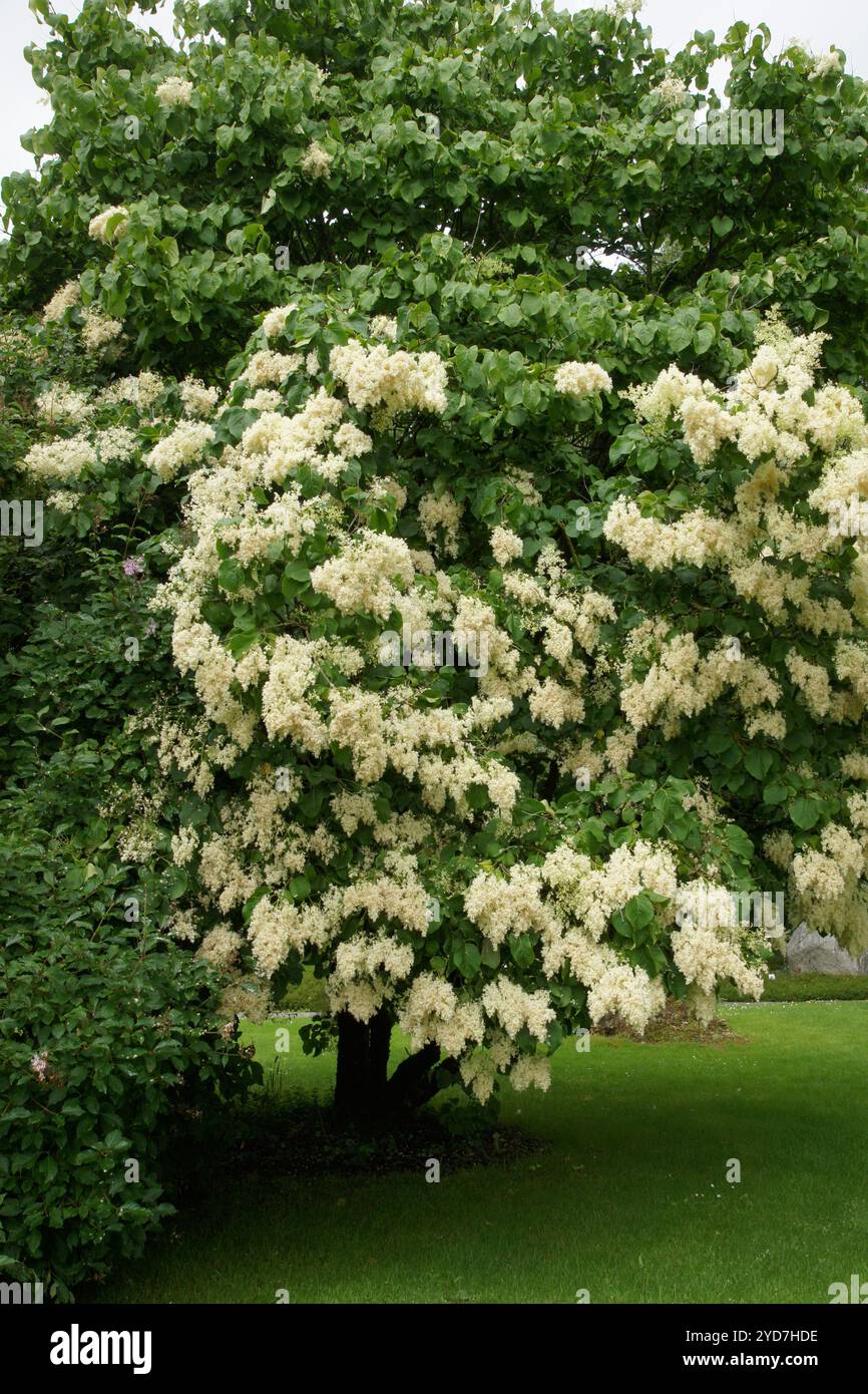 Syringa reticulata, Japanese tree lilac Stock Photo - Alamy