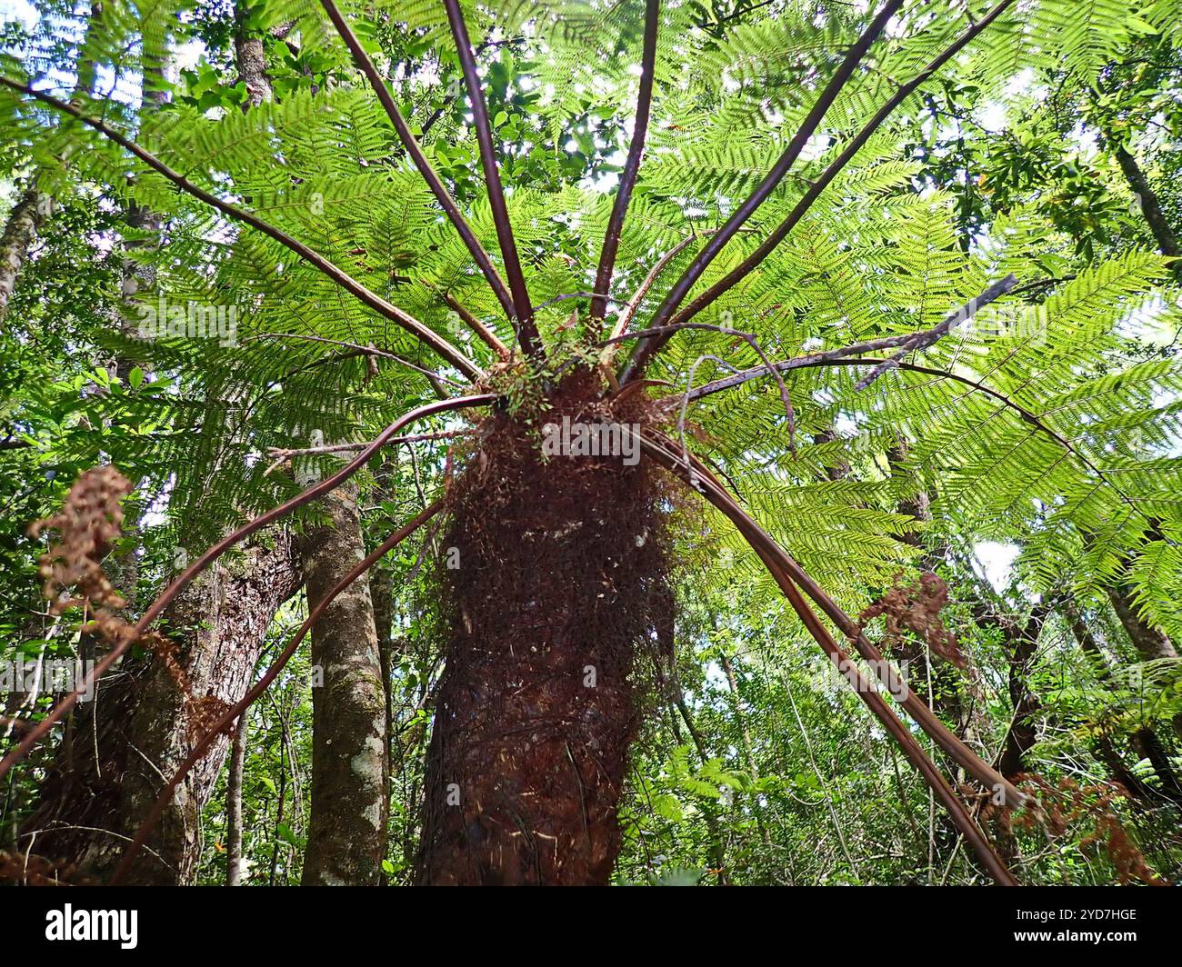 Forest Tree Fern (Cyathea capensis Stock Photo - Alamy