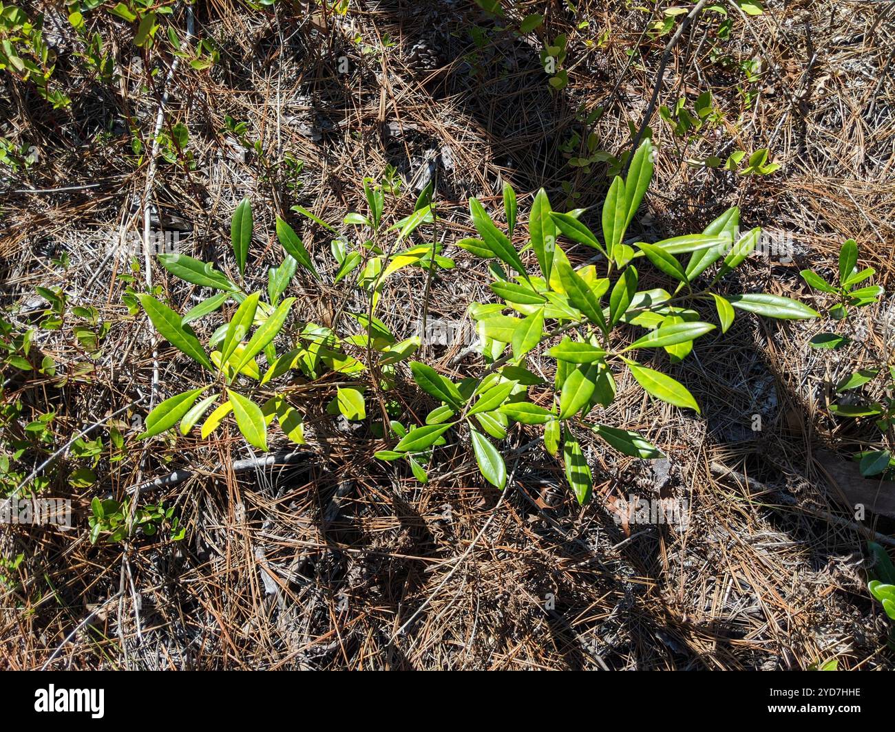 Cartrema americana hi-res stock photography and images - Alamy