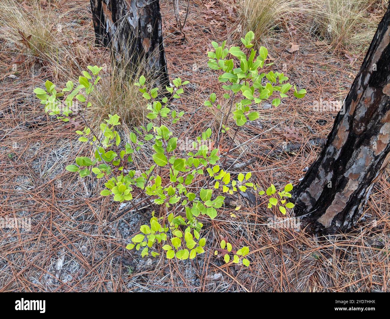 Large Gallberry (Ilex coriacea Stock Photo - Alamy