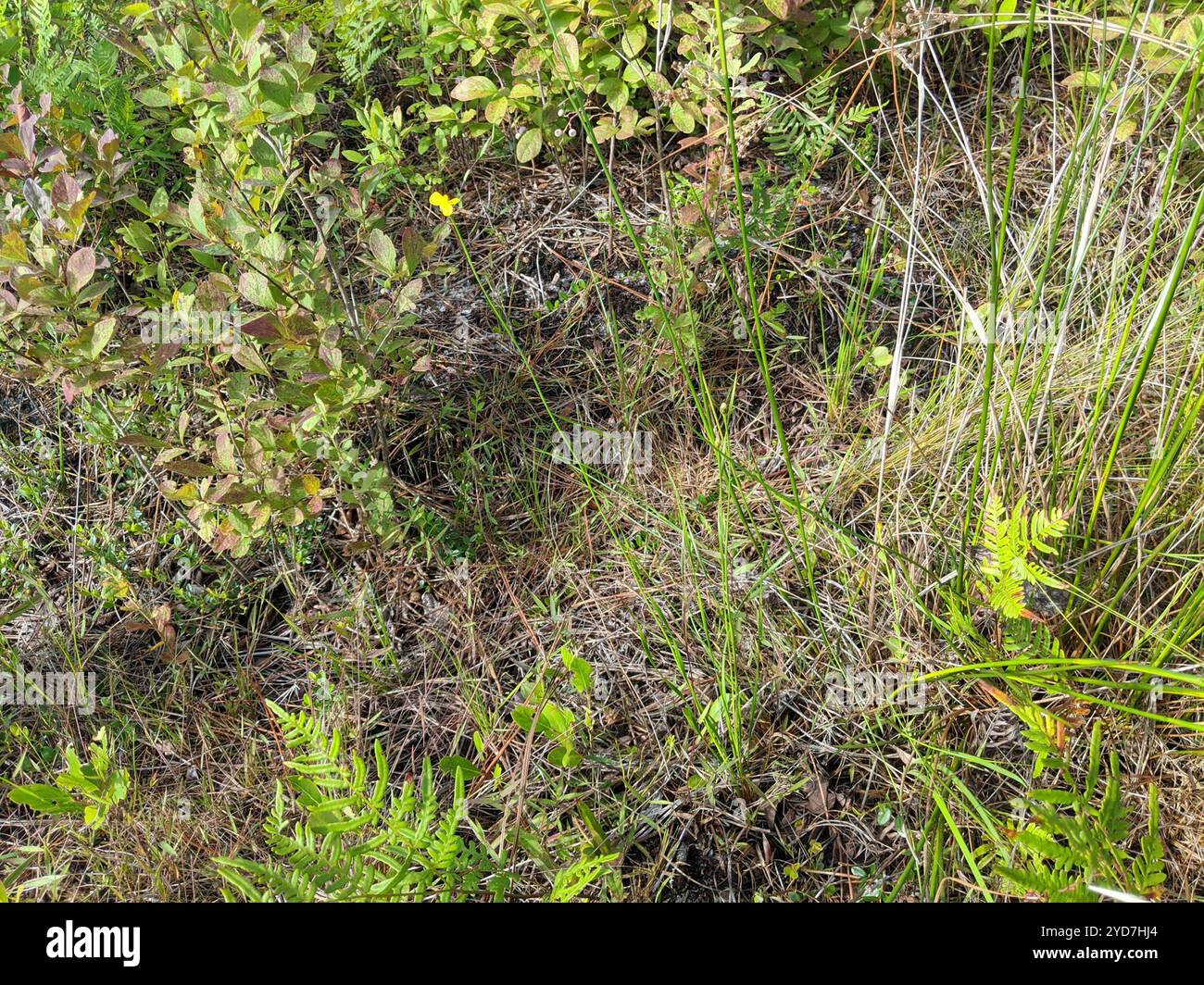 Carolina Yellow-eyed Grass (Xyris caroliniana Stock Photo - Alamy