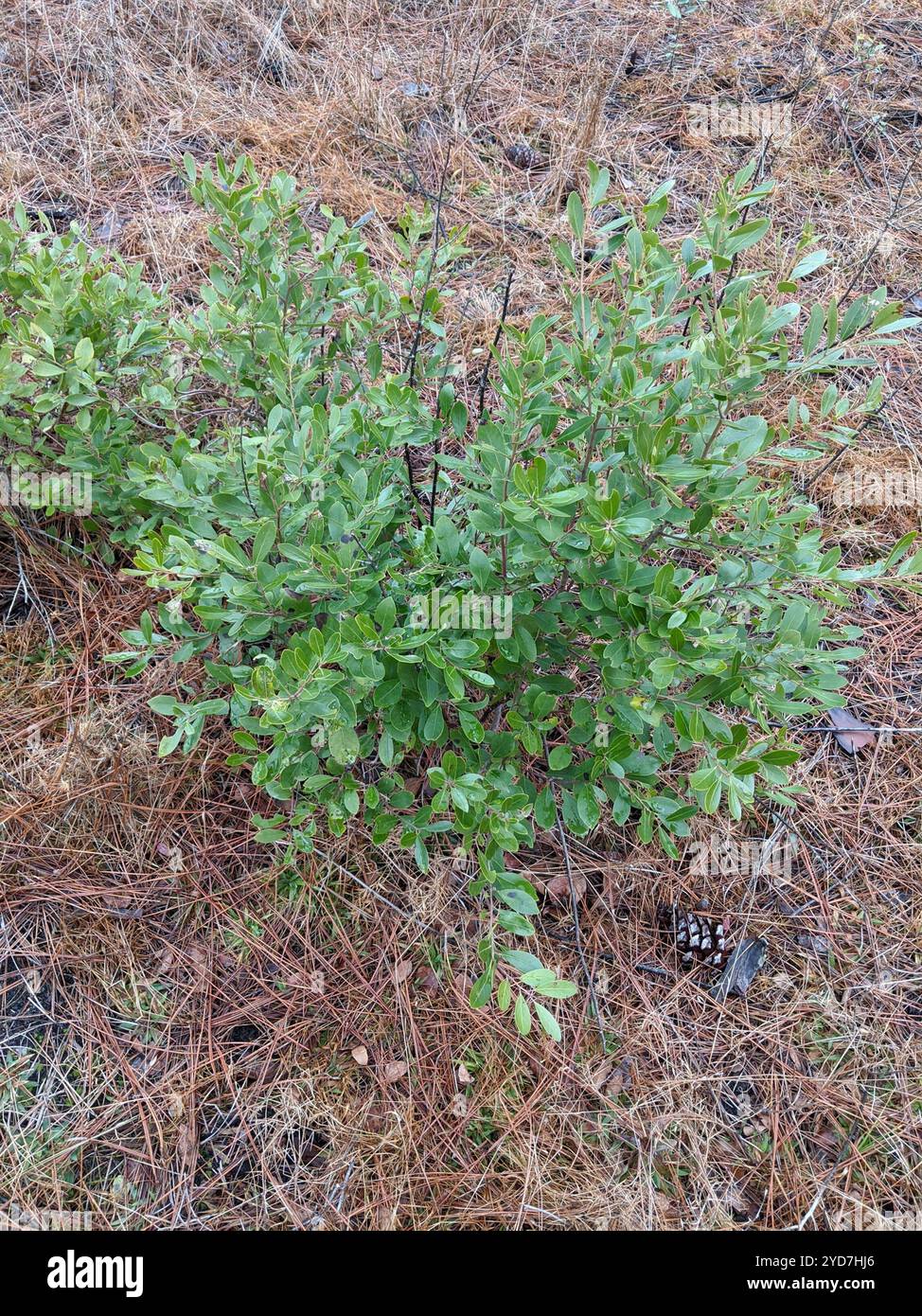 gallberry (Ilex glabra Stock Photo - Alamy