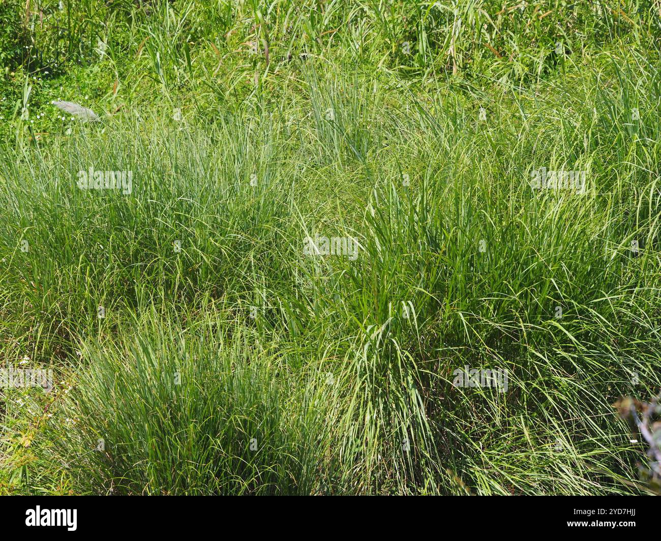Wild Cane (Saccharum spontaneum Stock Photo - Alamy