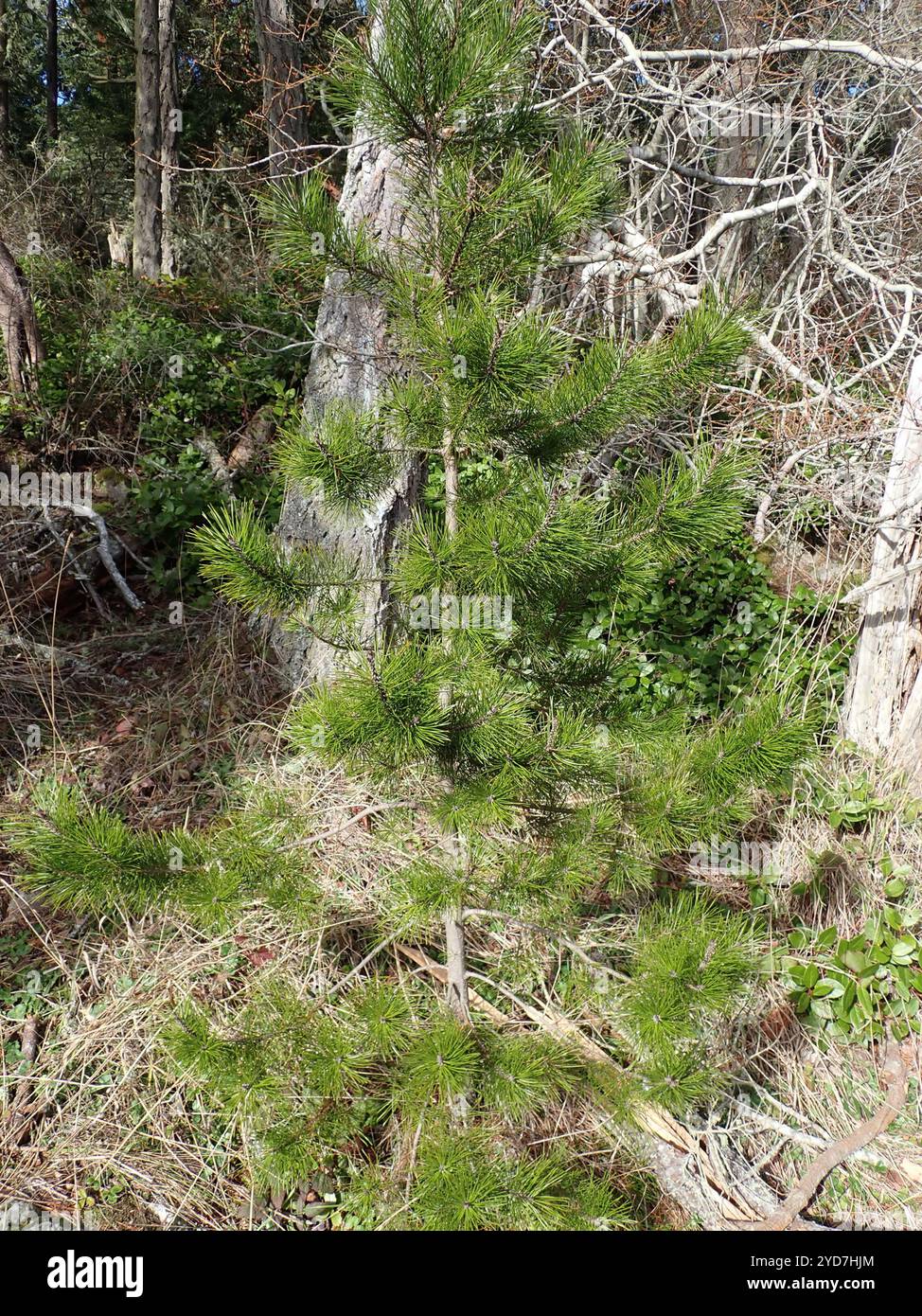 Shore Pine (Pinus contorta contorta Stock Photo - Alamy