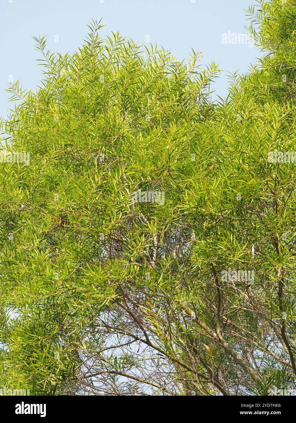 Taiwan Acacia (Acacia confusa Stock Photo - Alamy