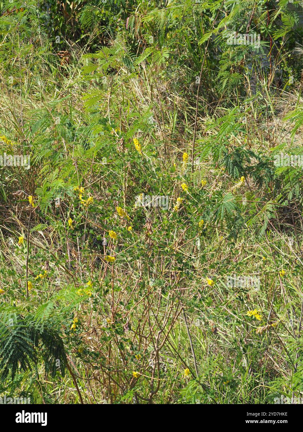 Streaked Rattlepod (Crotalaria pallida Stock Photo - Alamy