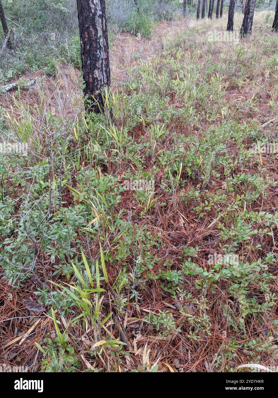 switch cane (Arundinaria tecta Stock Photo - Alamy