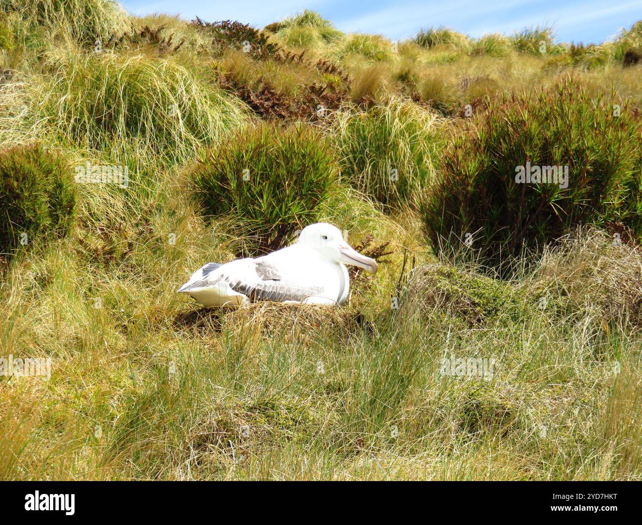 Southern Royal Albatross (Diomedea epomophora Stock Photo - Alamy