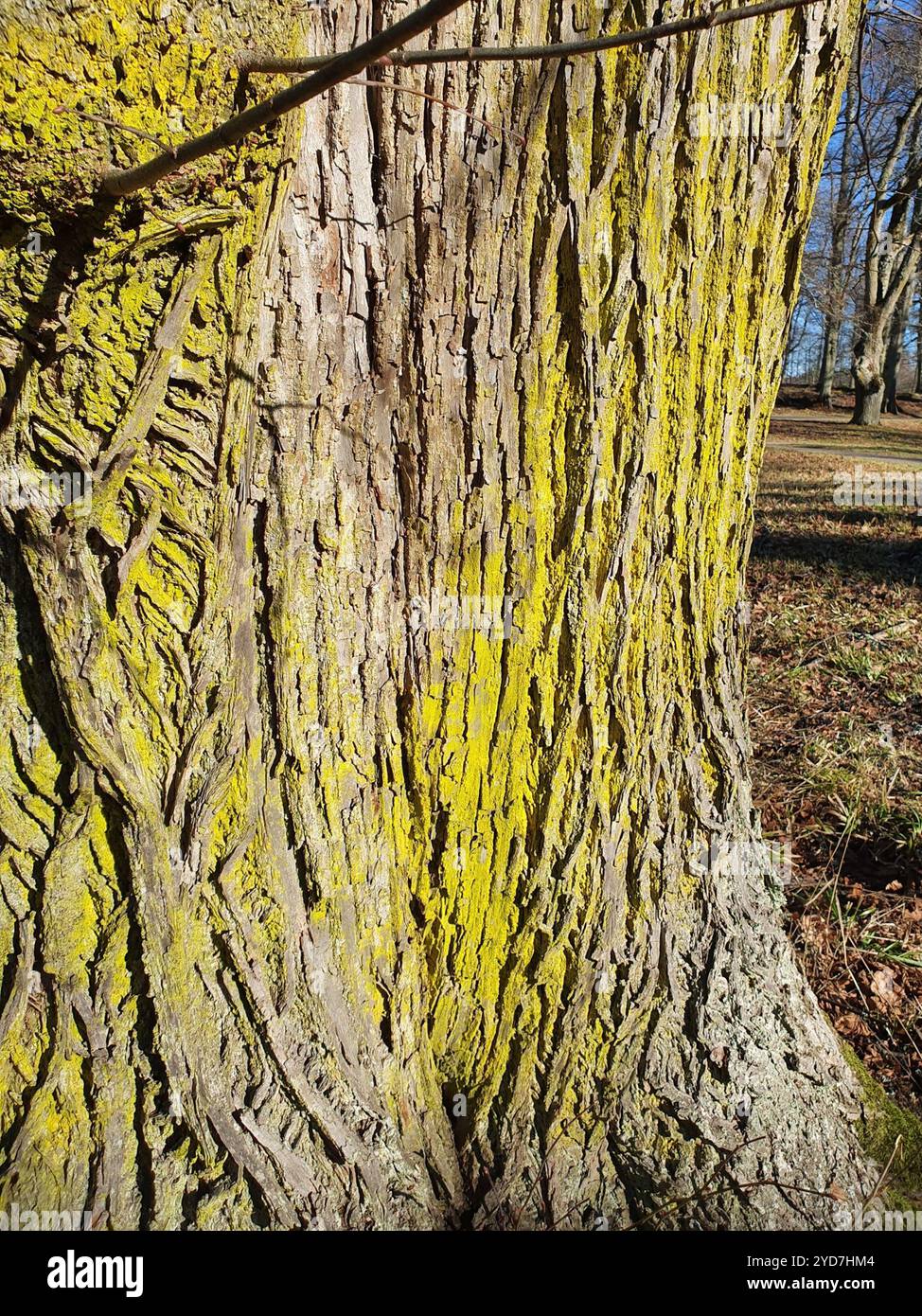 gold dust lichen (Chrysothrix candelaris Stock Photo - Alamy