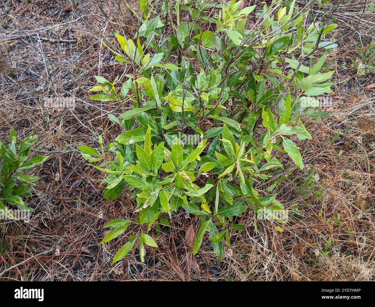 Swamp Bay (Persea palustris Stock Photo - Alamy