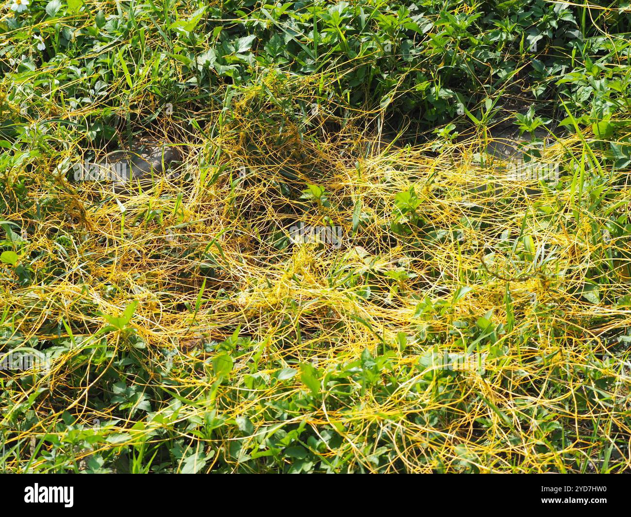 Field Dodder (Cuscuta campestris Stock Photo - Alamy