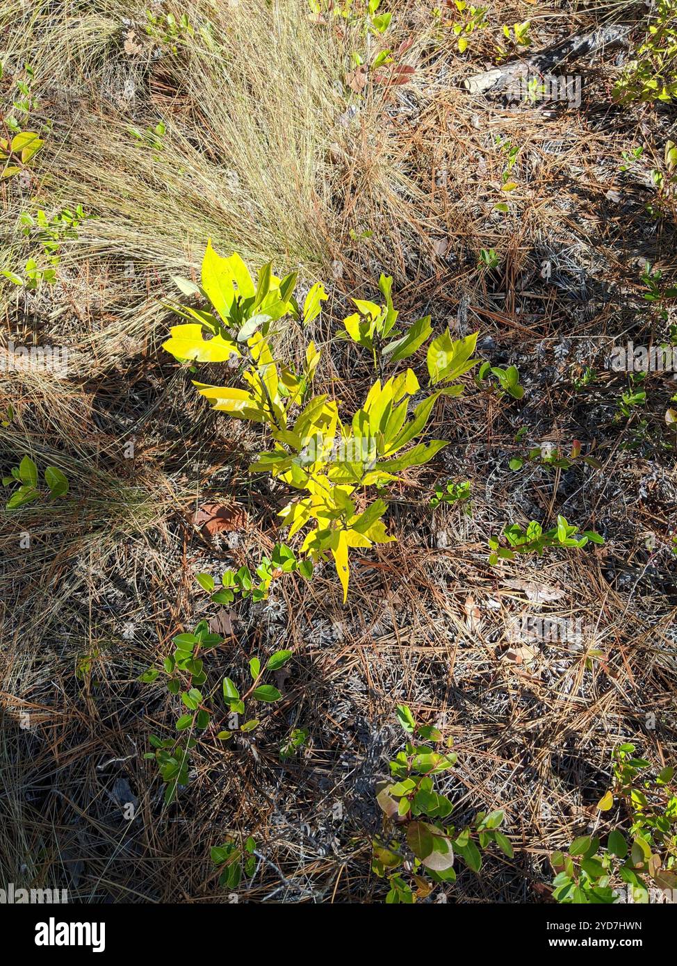 Swamp Bay (Persea palustris Stock Photo - Alamy