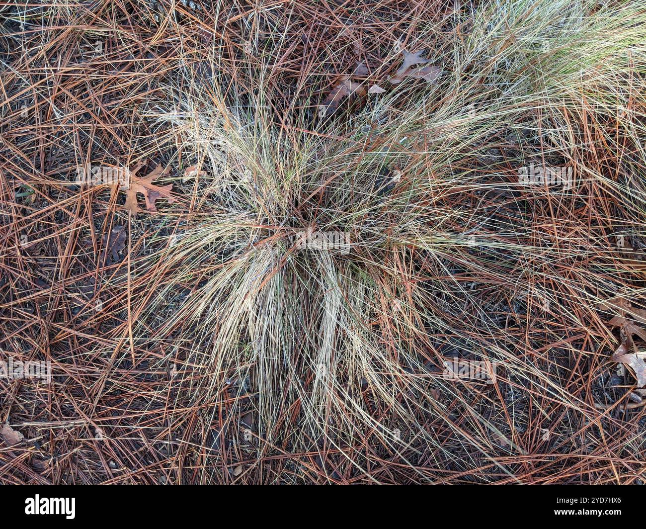 Wire grass (Aristida stricta Stock Photo - Alamy