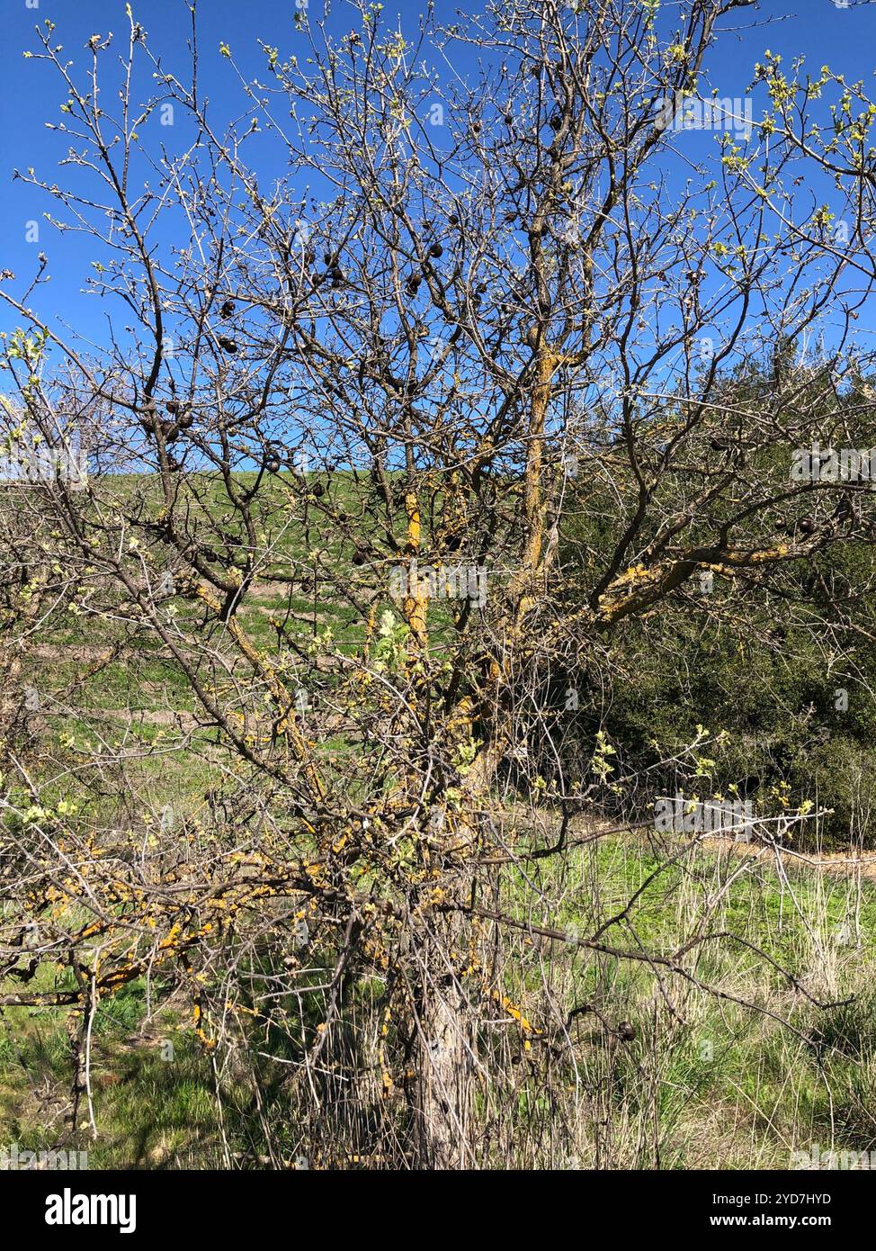 valley oak (Quercus lobata Stock Photo - Alamy