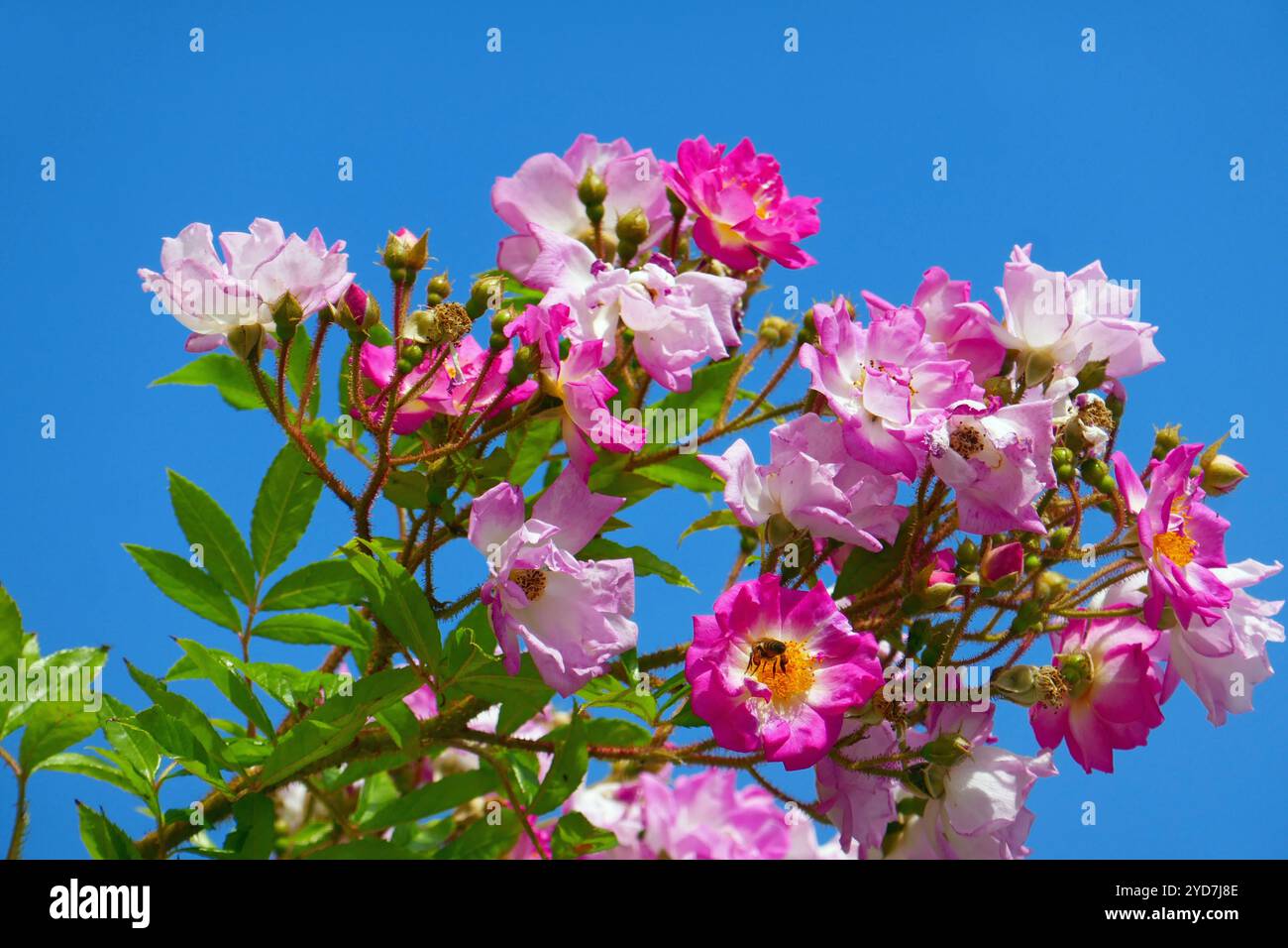 Pink rose symbolism hi-res stock photography and images - Alamy