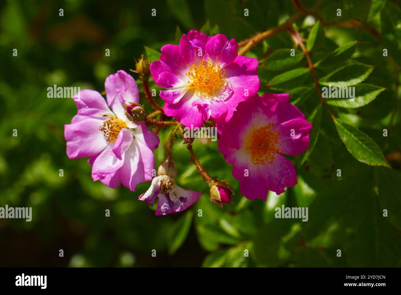 Climbing symbolism hi-res stock photography and images - Alamy