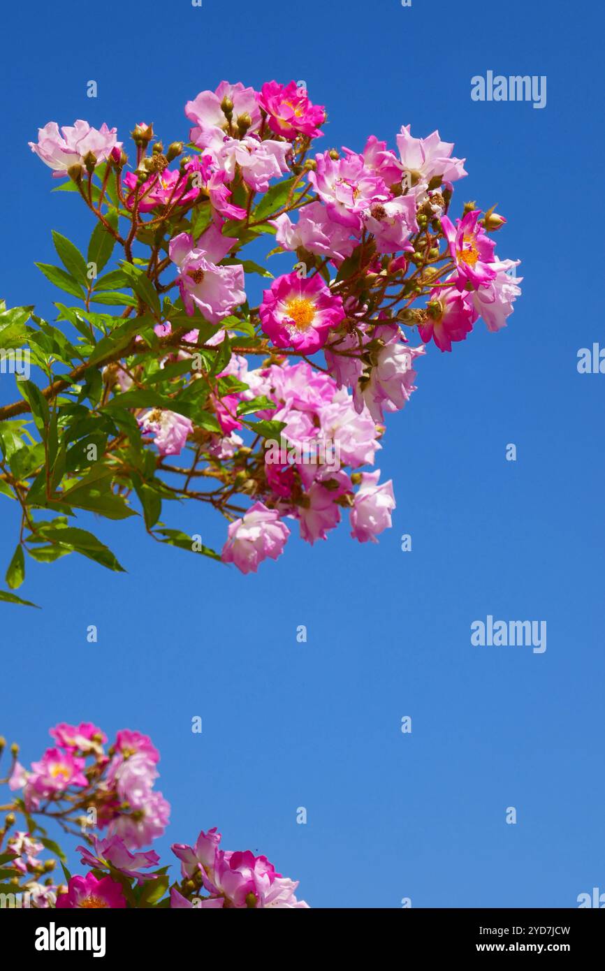 Cultivated rose flower hi-res stock photography and images - Alamy