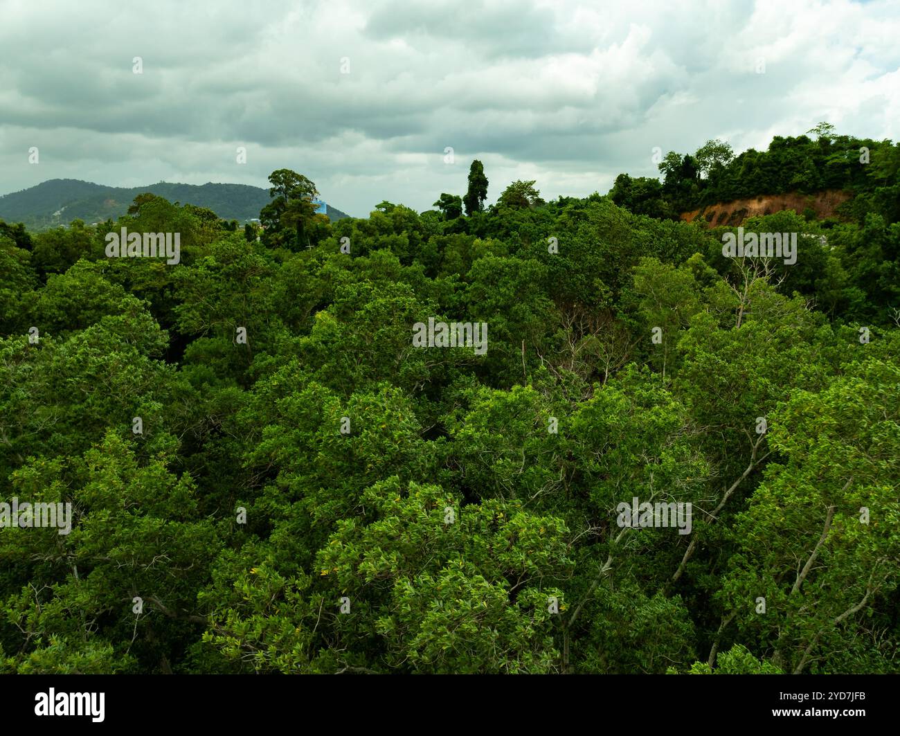 Aerial view Tropical Rainforest trees mountains,Top view green forest ...