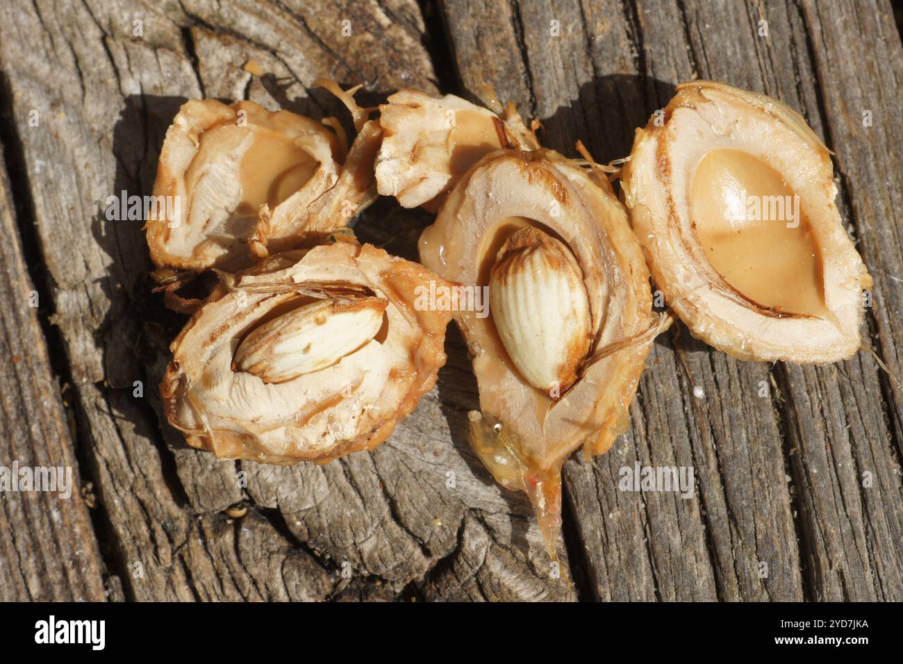 Prunus persica, peach, peachpit Stock Photo - Alamy