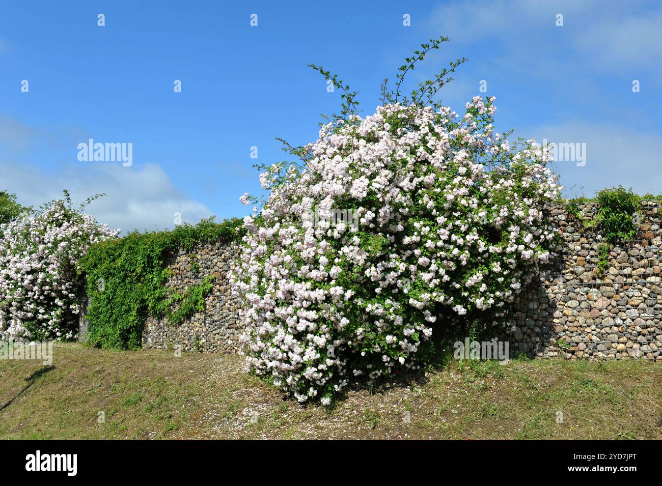 White climbing rose on a gabion Stock Photo - Alamy
