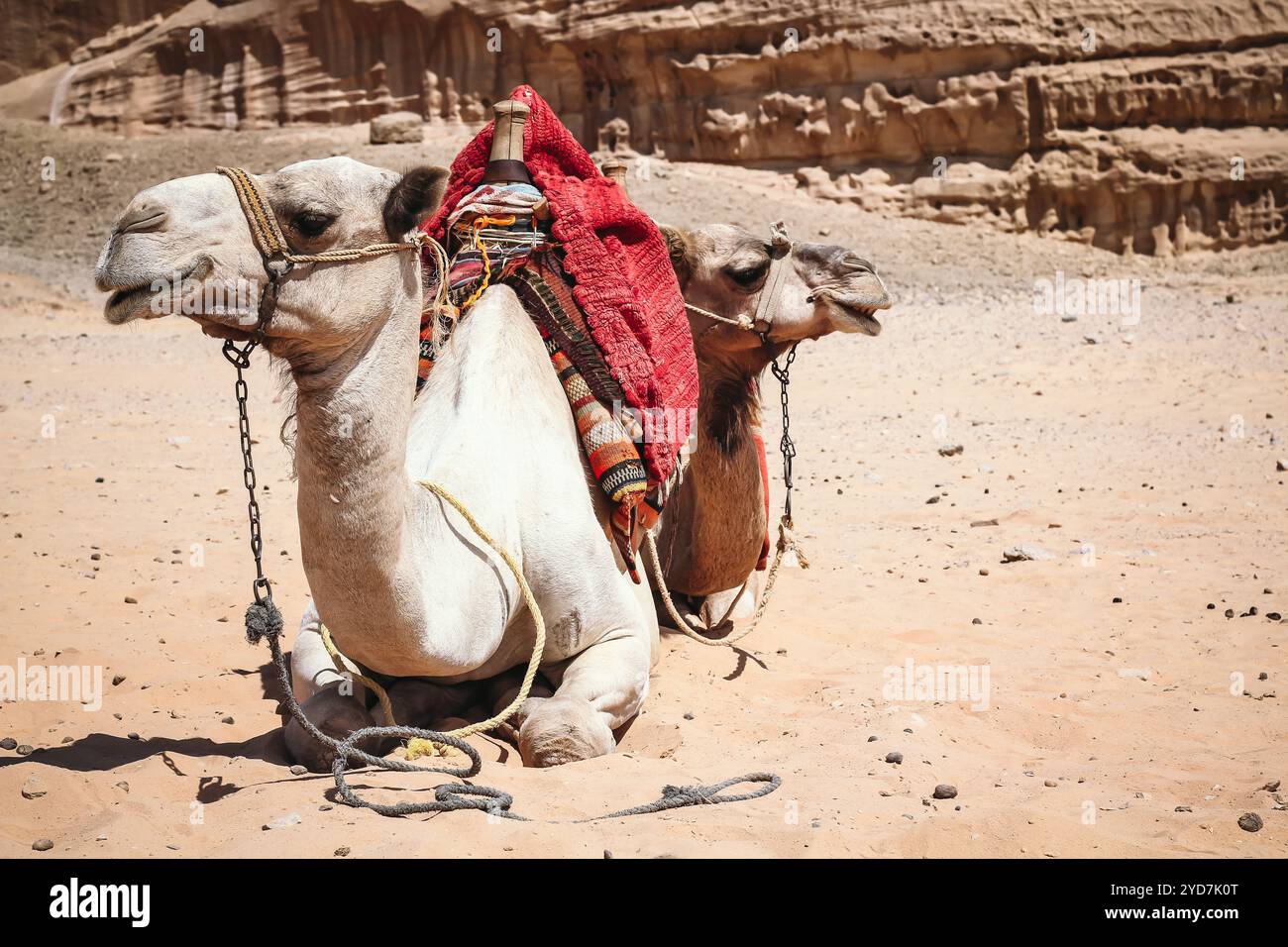 Close-up of a two camel lying on the sand in the desert on the golden sand Egypt Dahab Sinai ...