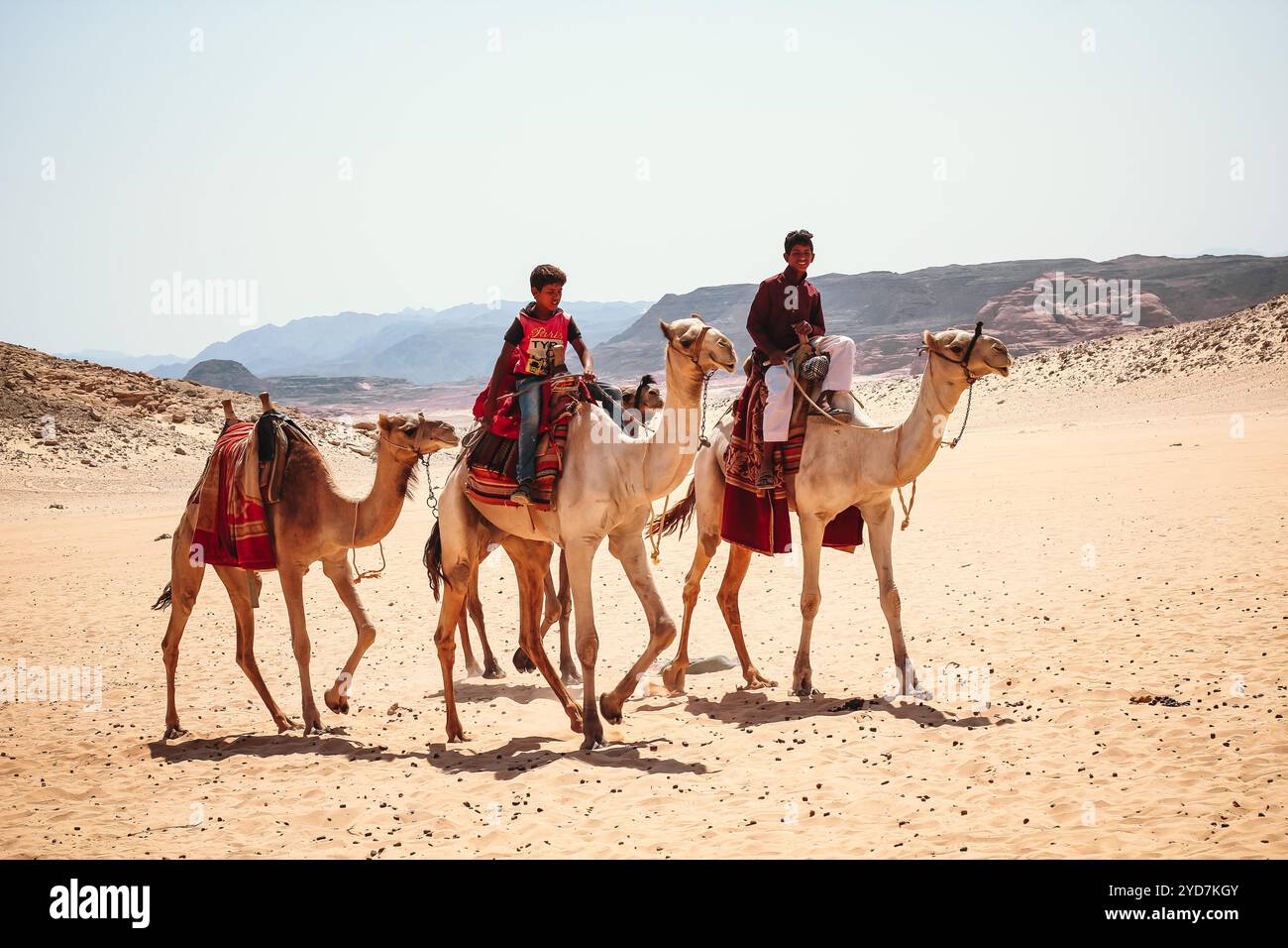 Three Camels walking on the sand in the desert of Egypt Dahab Sinai. On them sit 2 Arab Bedouin ...