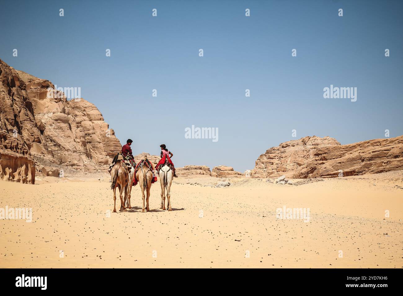 Three Camels close-up rear view walking on the sand in the desert of Egypt Dahab Sinai. On them ...