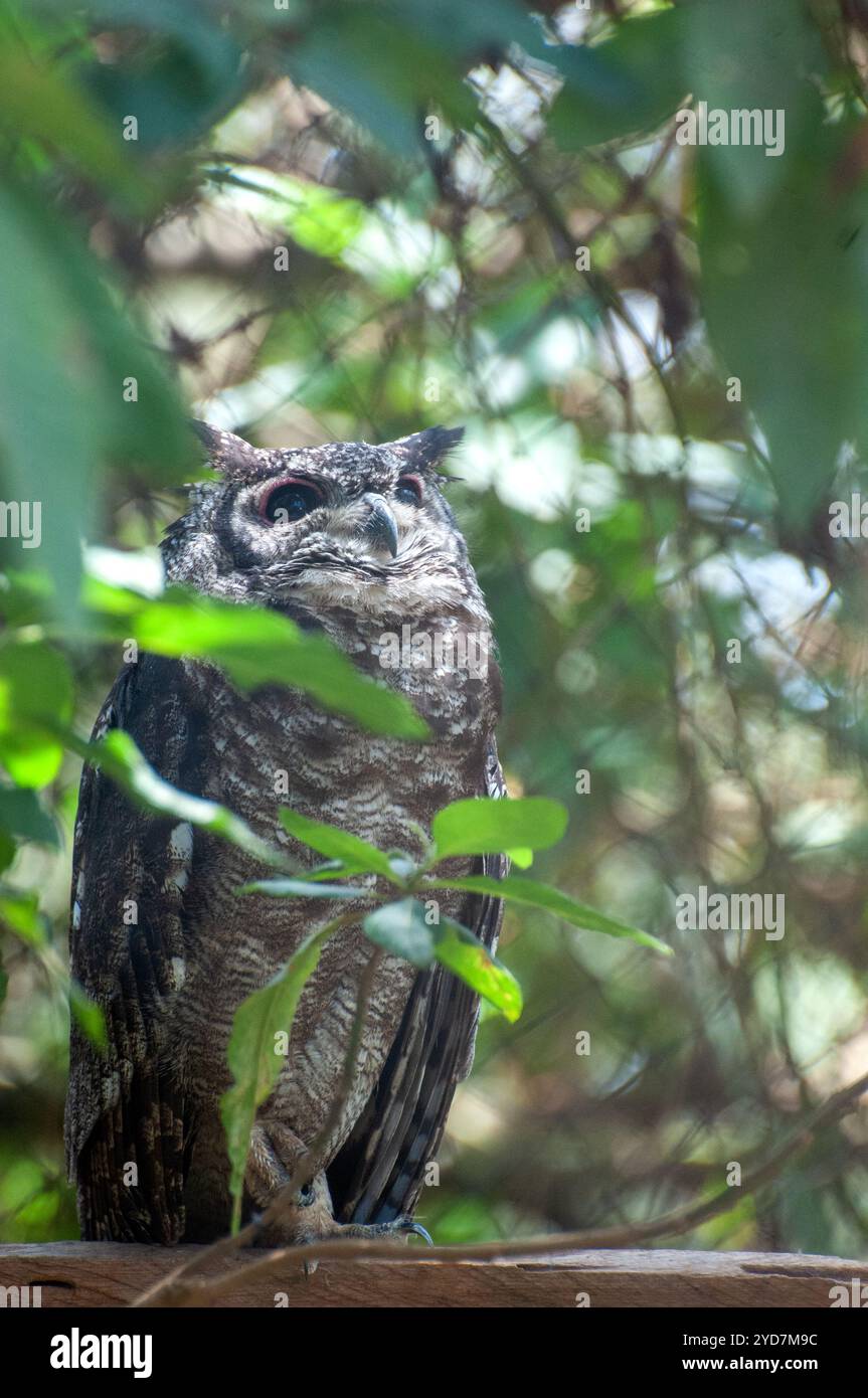 Greyish eagle owl hi-res stock photography and images - Alamy
