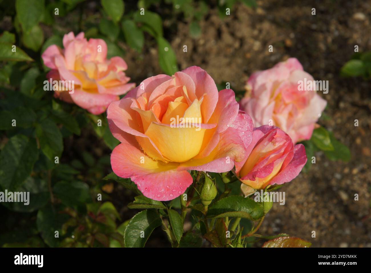 Rosa Inspiration, rose sort Stock Photo - Alamy