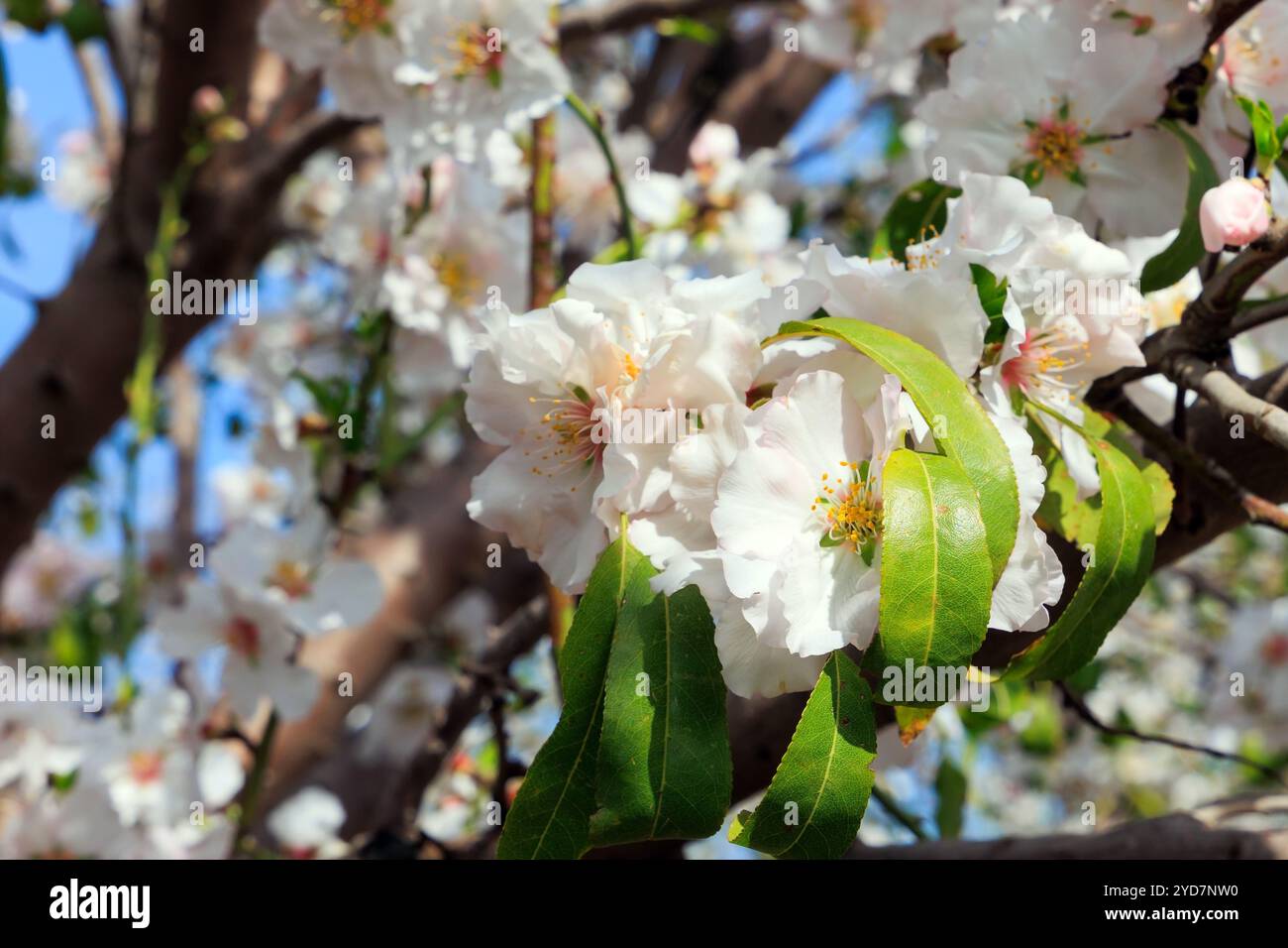 Branches of rees Stock Photo - Alamy