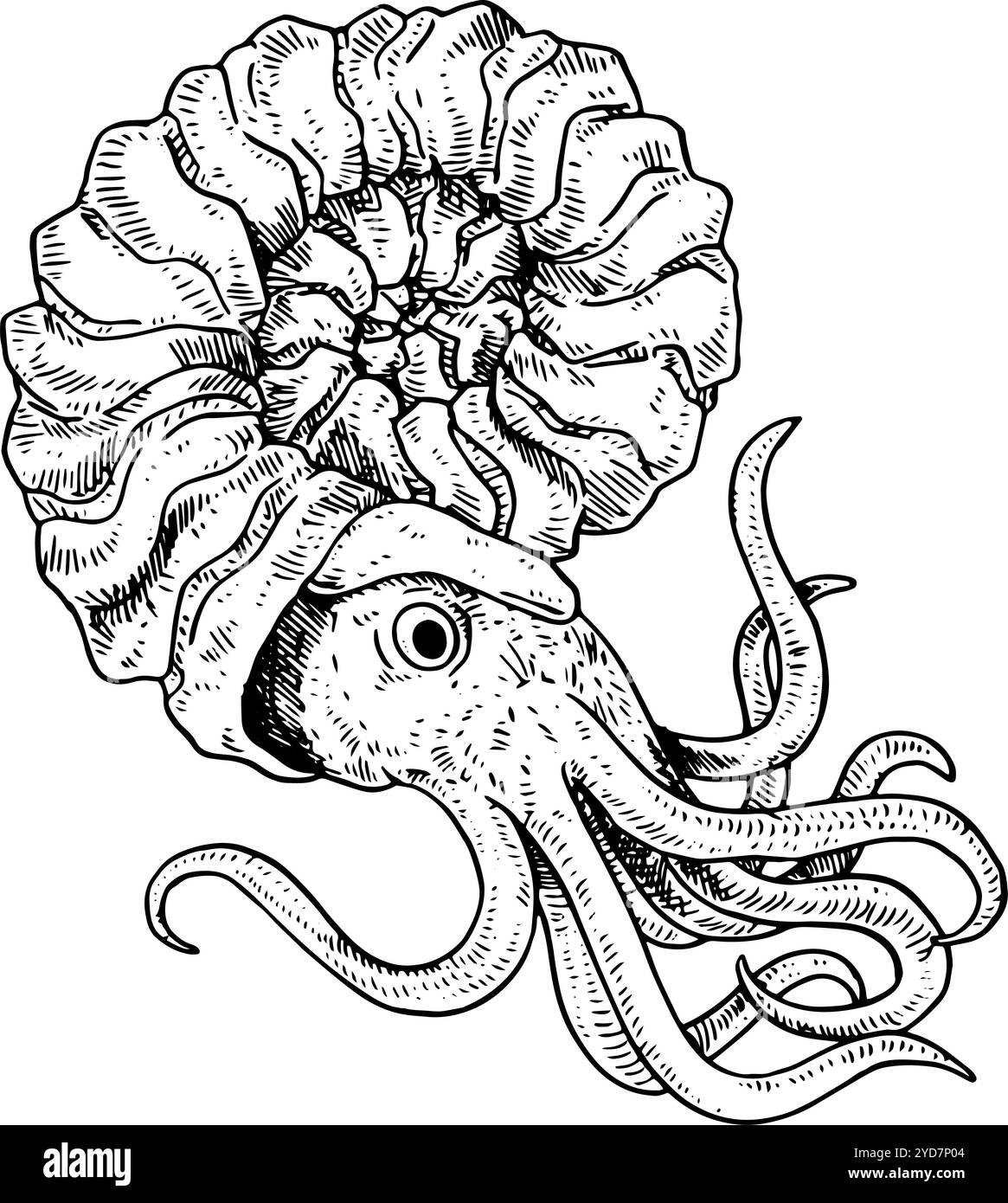 Ammonite - hand drawn illustration of extinct animal | realistic ...