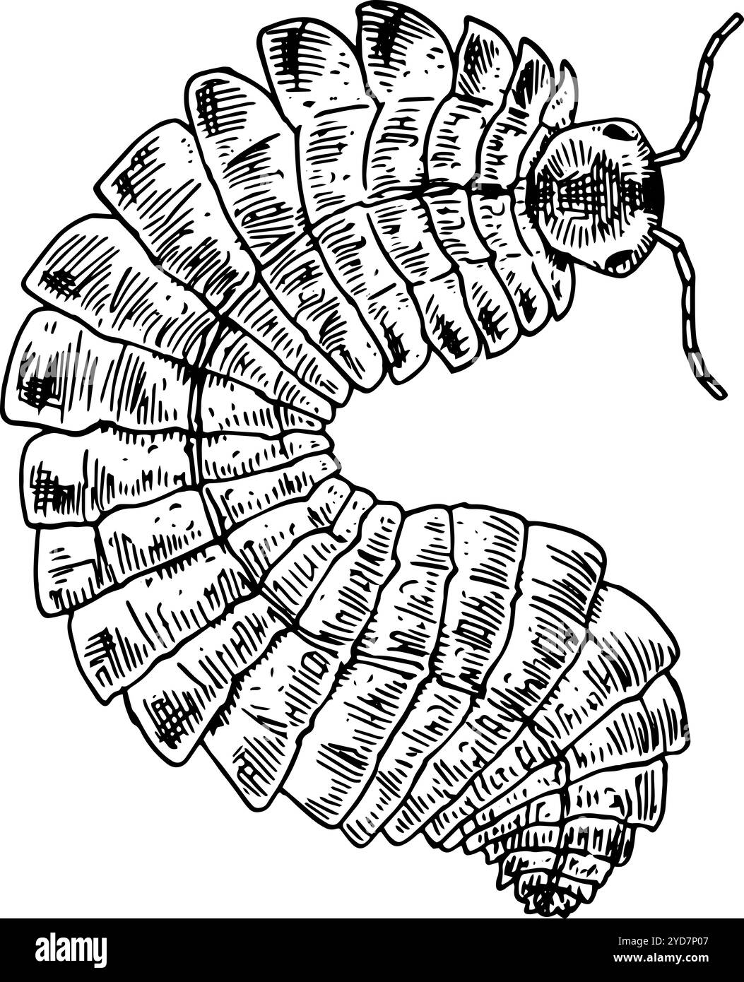 Arthropleura - hand drawn illustration of extinct millipede | realistic ...