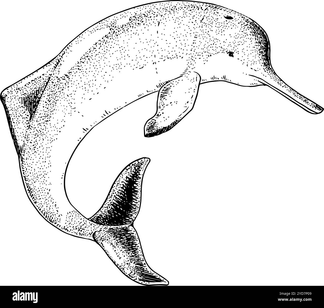 Baiji - hand drawn illustration of (possibly) extinct Chinese river dolphin | realistic ...