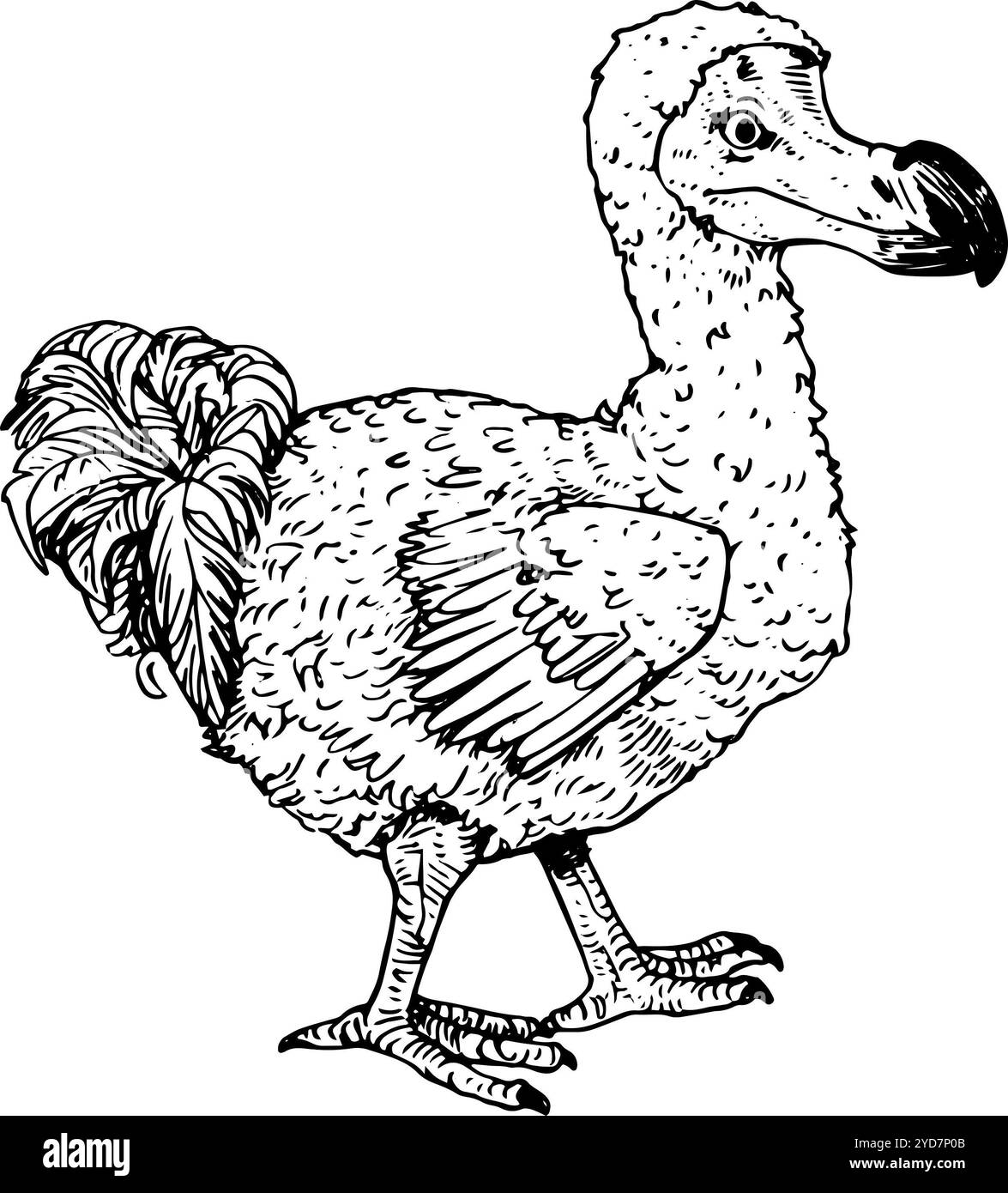 Dodo - hand drawn illustration of extinct bird | realistic, detailed in ...