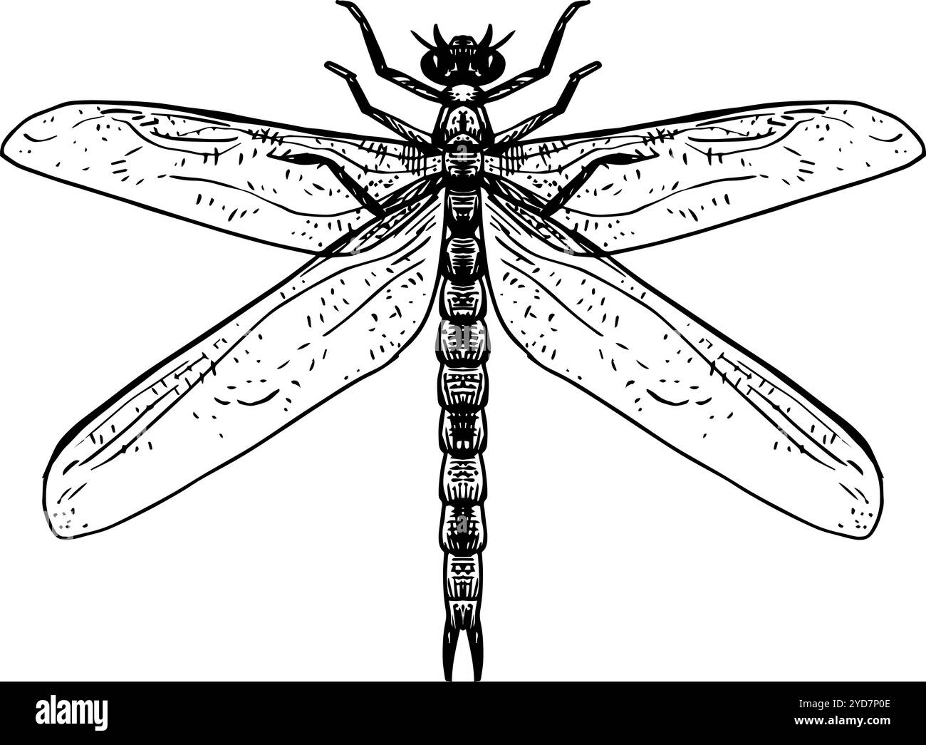 Science zoology insect Black and White Stock Photos & Images - Alamy