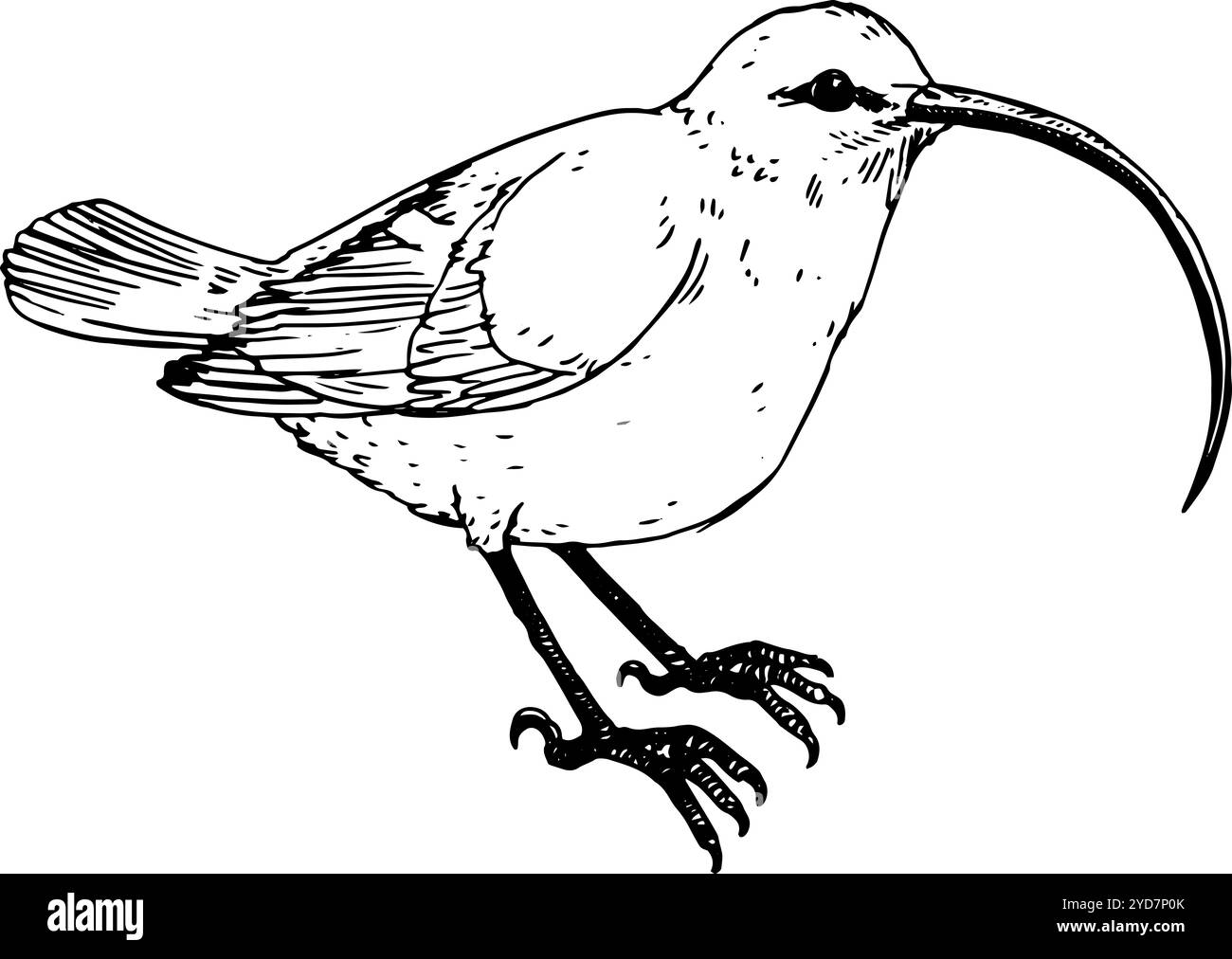 Extinct honeycreeper illustration hi-res stock photography and images ...