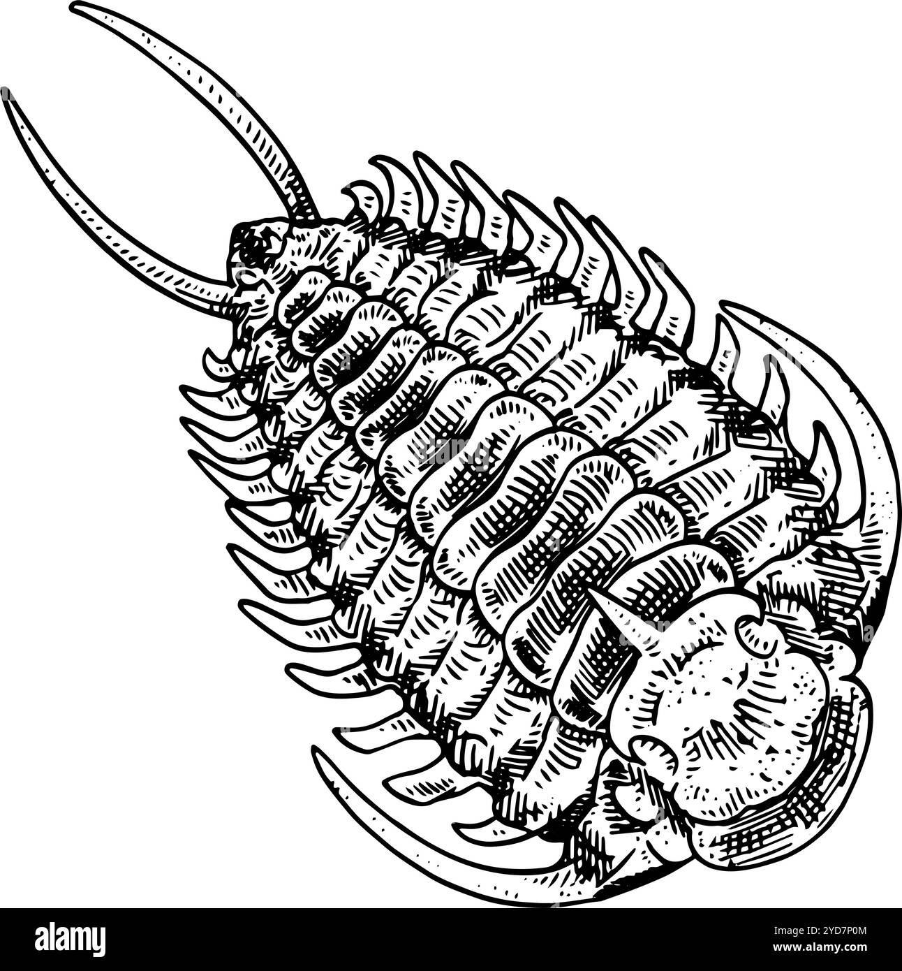 Trilobite Illustration