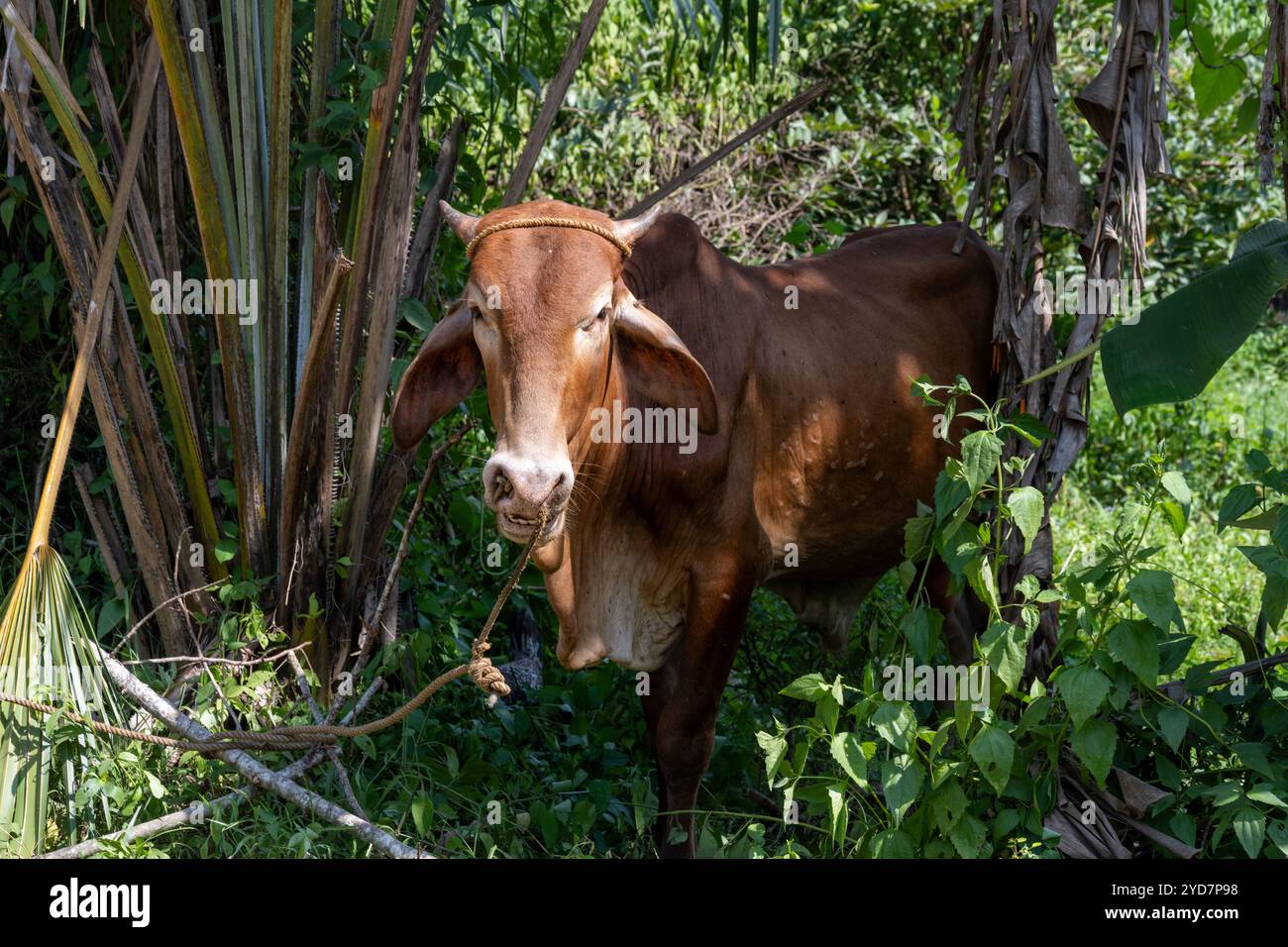 A brown Philippine cow is taking shade among trees in the Batangas ...