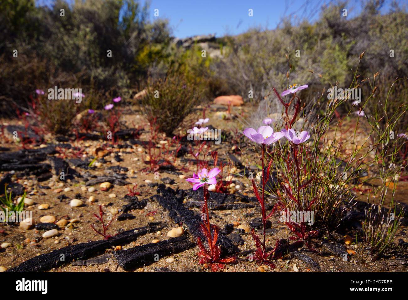 Flowering plants of the sundew Drosera variegata, Western Cape, South ...