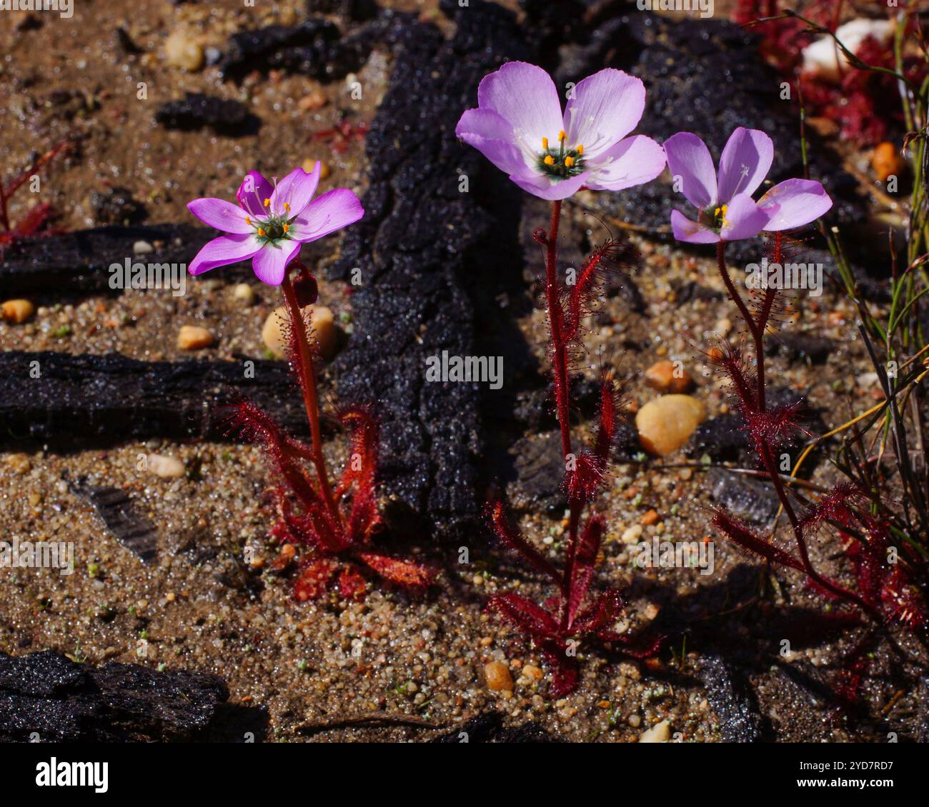 Three pink flowering plants of the sundew Drosera variegata, Western ...