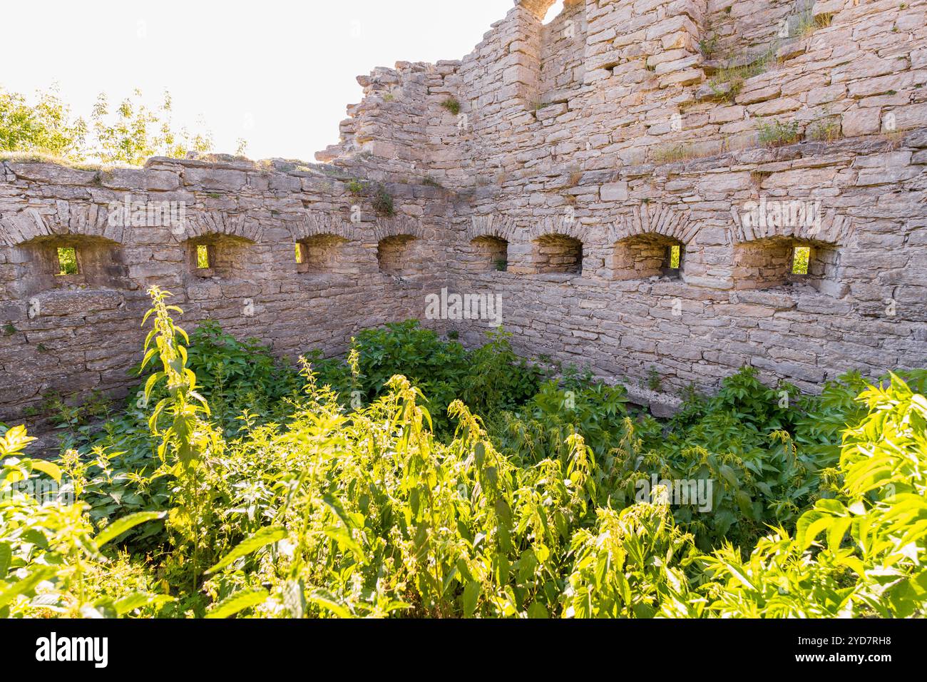 Remnants of History: Overgrown Ruins of an Old Stone Structure ...