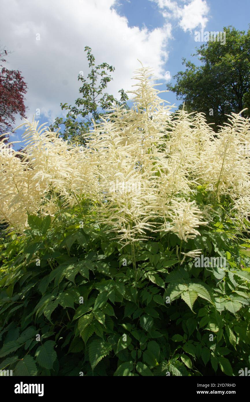 Aruncus dioicus, goats beard Stock Photo - Alamy