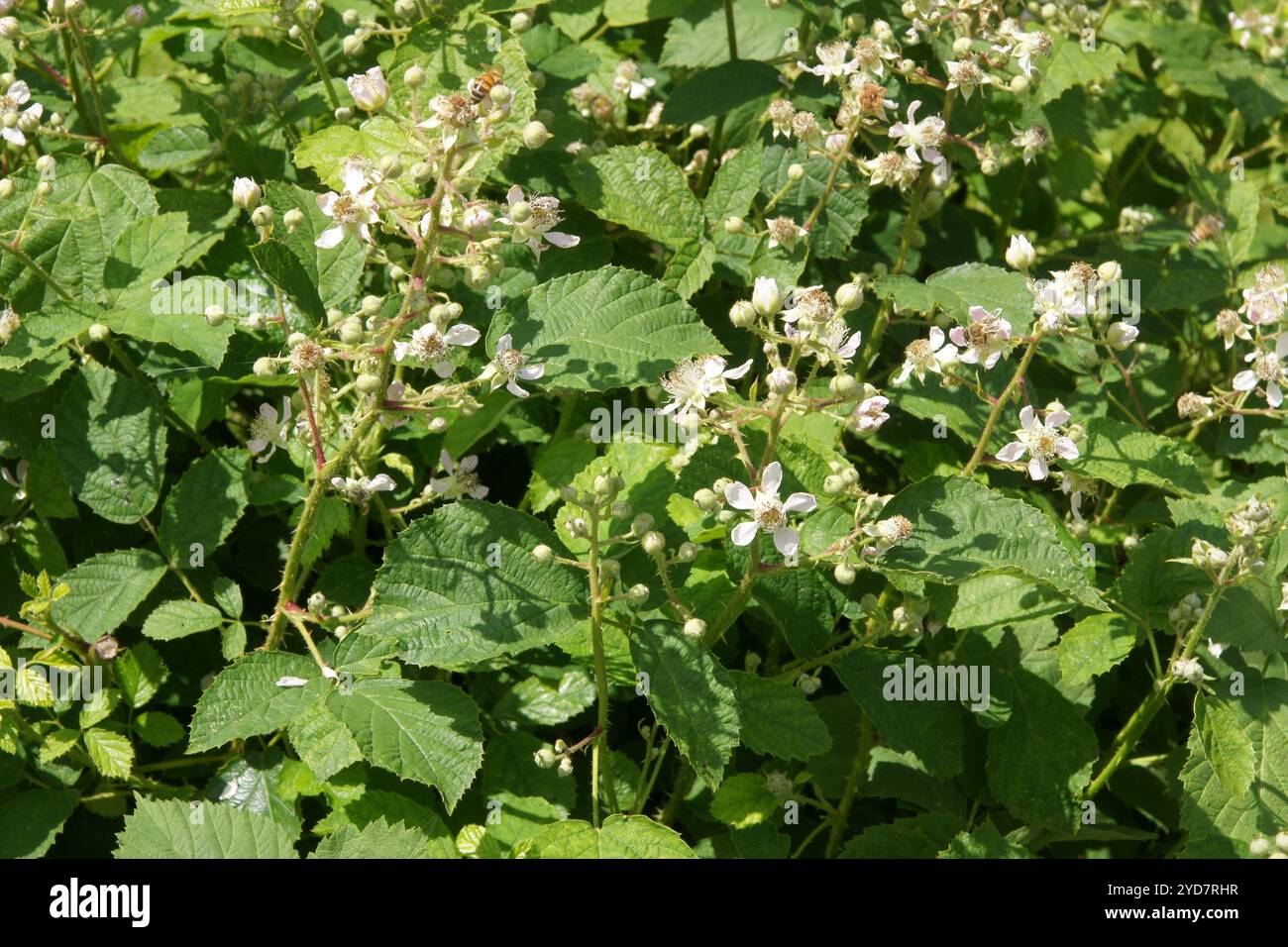 Brombeerbusch hi-res stock photography and images - Alamy