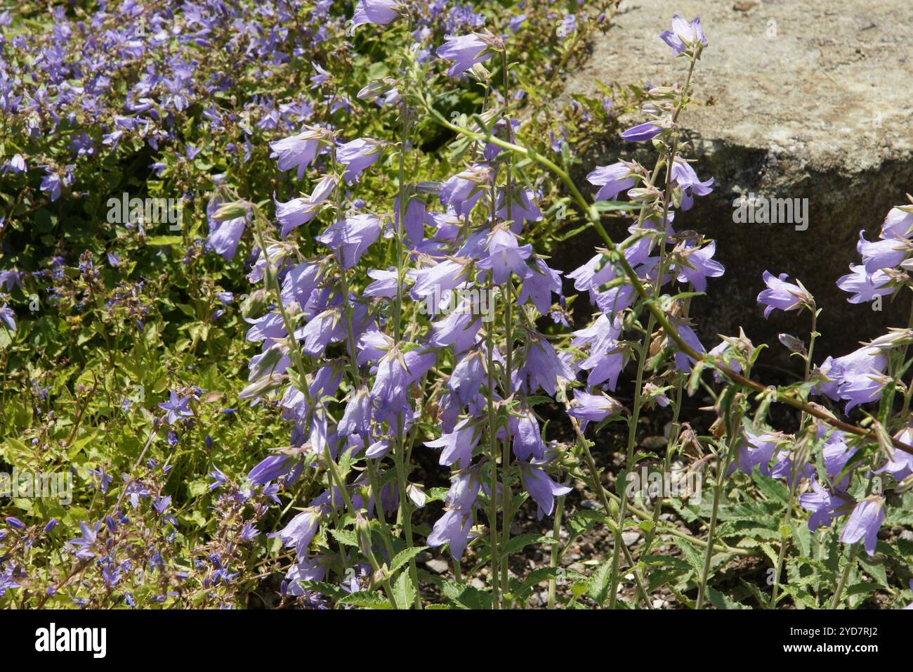 Campanula carpatica, Carpathian bellflower Stock Photo - Alamy