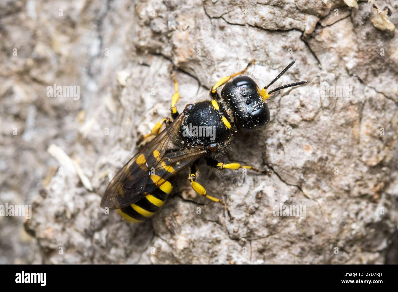 A female wasp (possibly Ectemnius sp) patrolling the surface of a dead ...