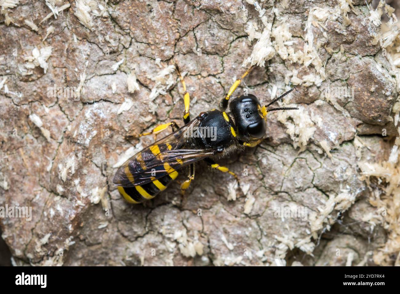 A female wasp (possibly Ectemnius sp) patrolling the surface of a dead ...
