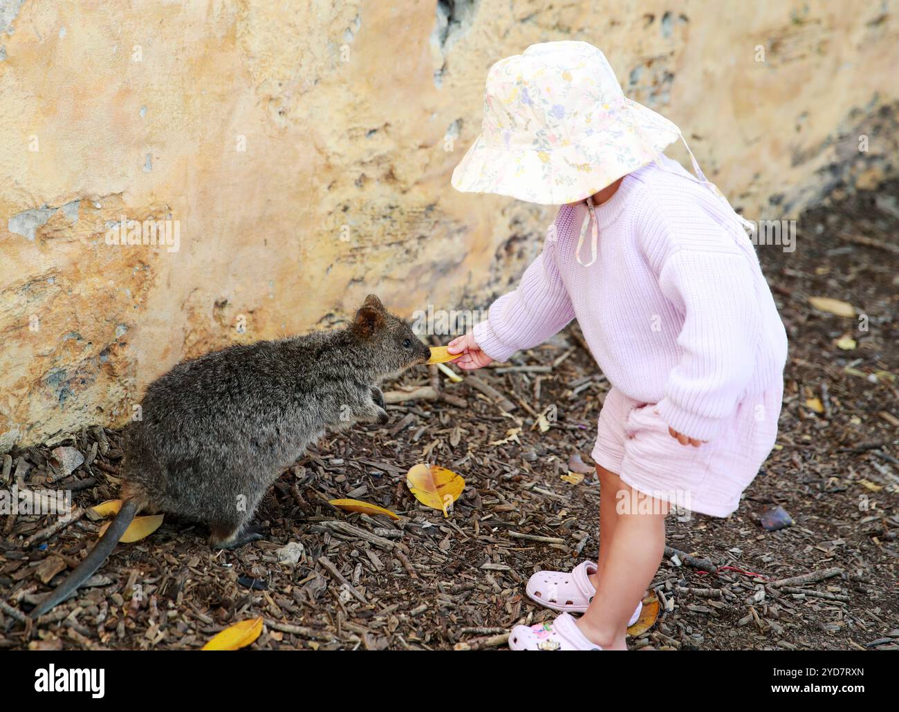 Perth. 25th Oct, 2024. A girl interacts with a quokka on Rottnest ...
