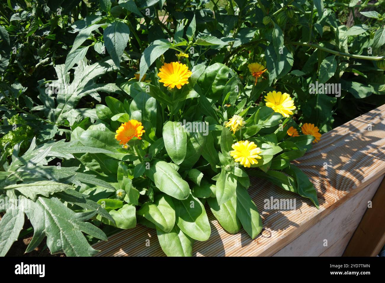 Calendula officinalis, pot marigold, raised bed Stock Photo - Alamy